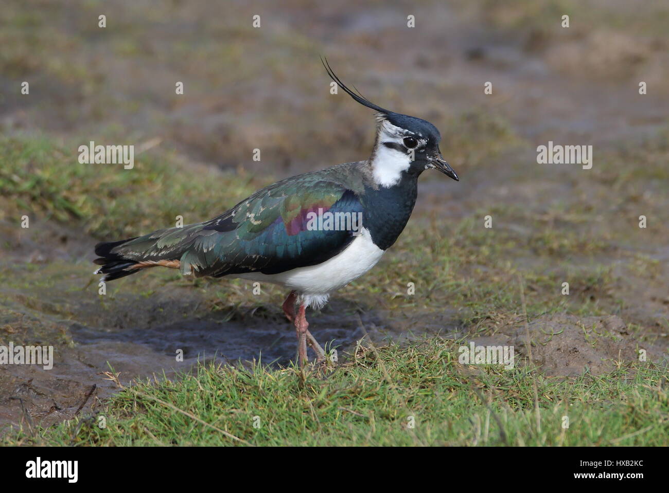 Adult lapwing hi-res stock photography and images - Alamy