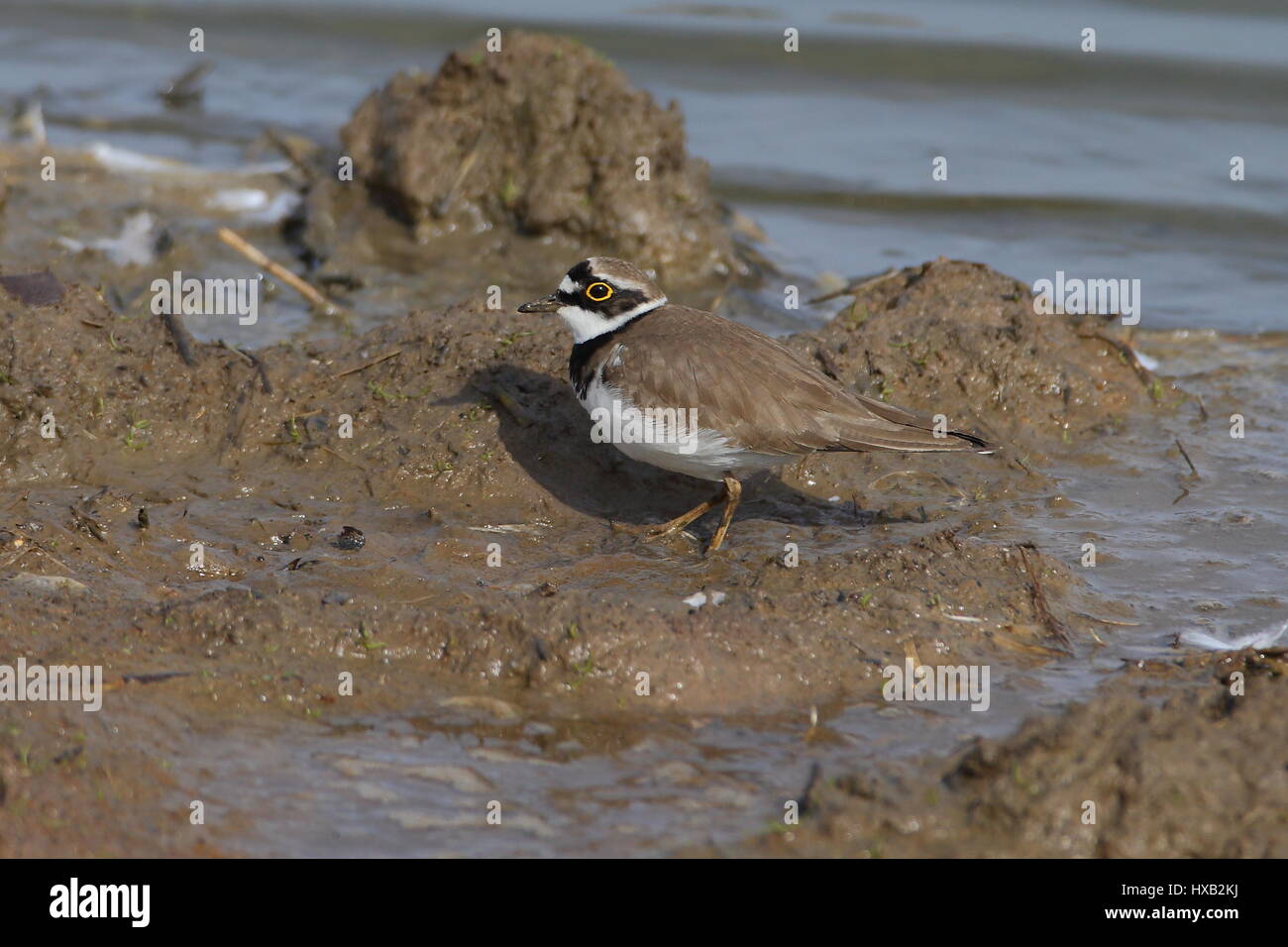 Little Ringed Plover back for the breeding season Stock Photo - Alamy
