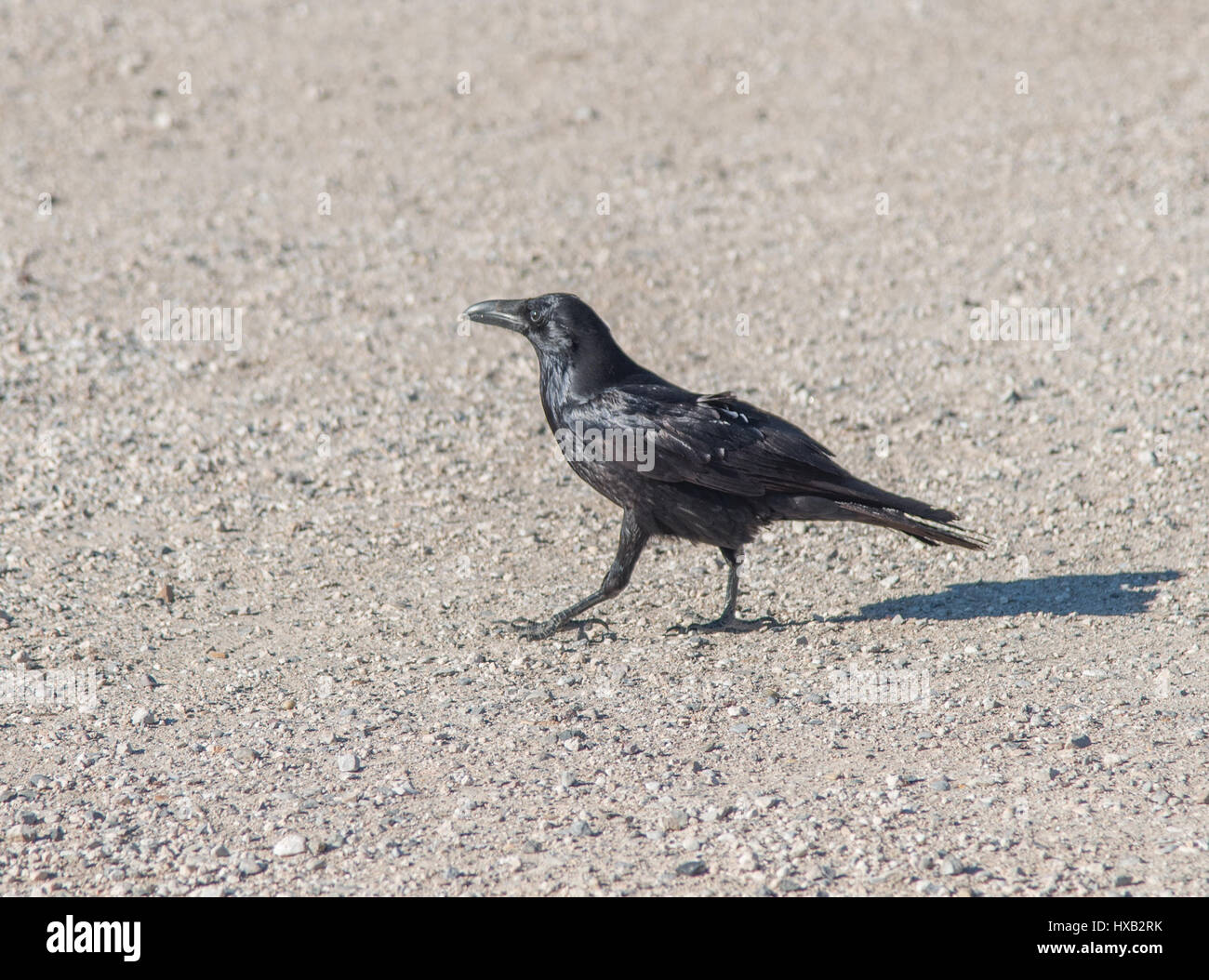 Common crow feet hi-res stock photography and images - Alamy