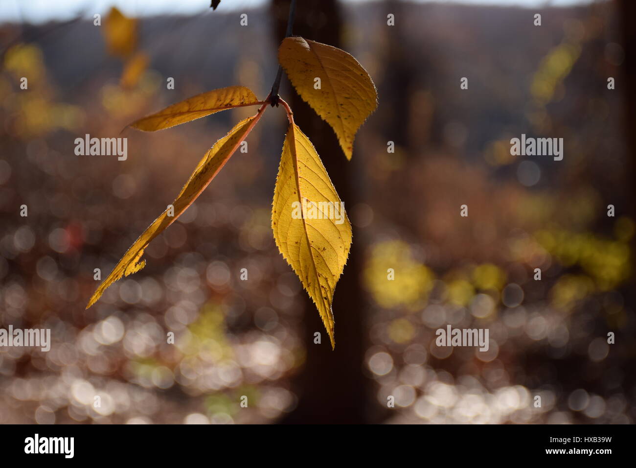 Fall bokeh hi-res stock photography and images - Alamy