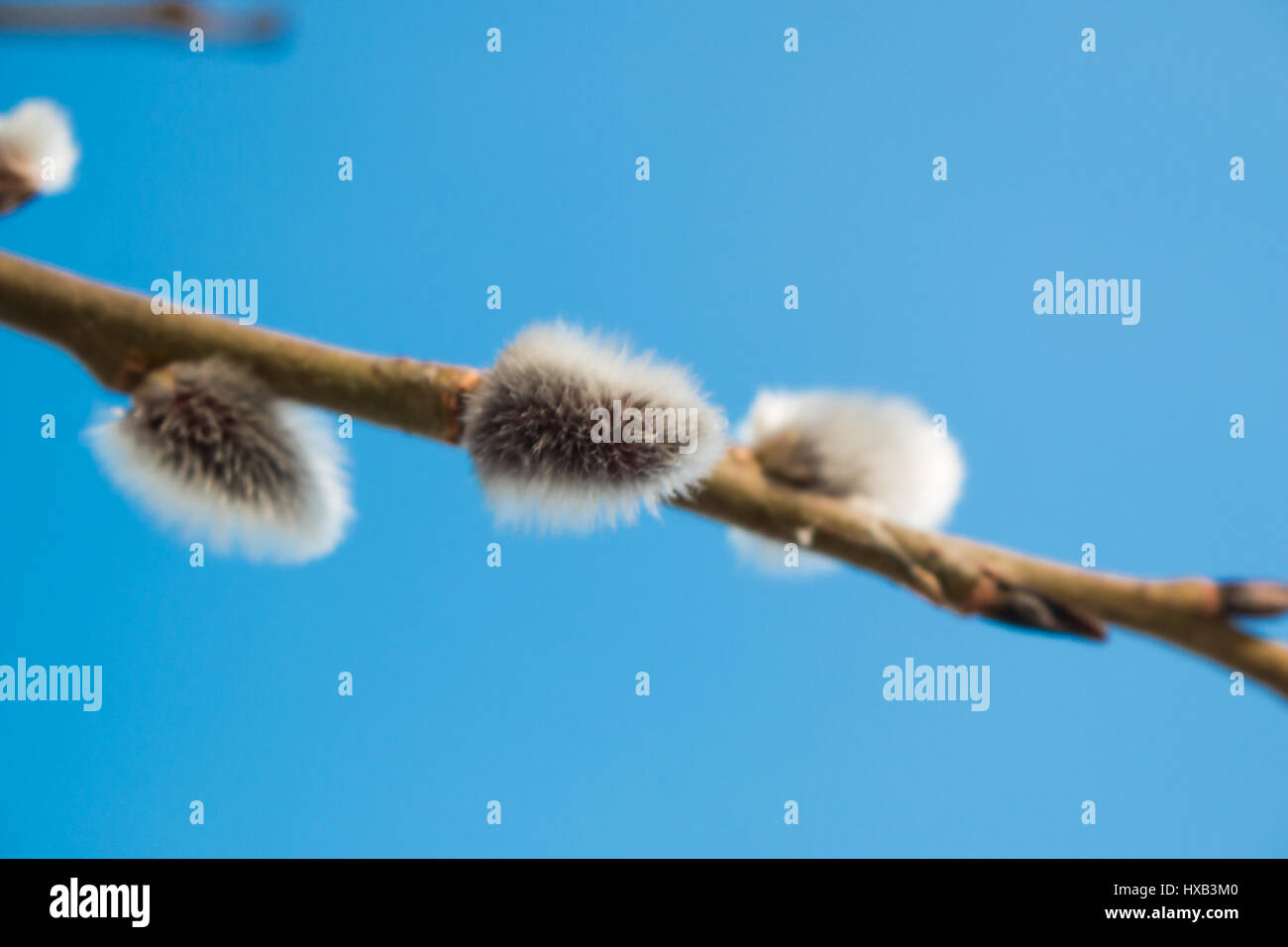 Fluffy buds on branches of spring willow tree against blue sky ...