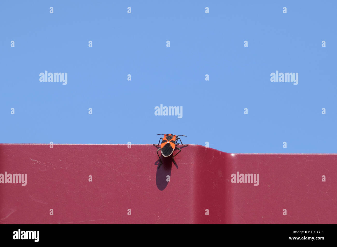Little red bug climbs through a red fence. Overcoming obstacles insects ...