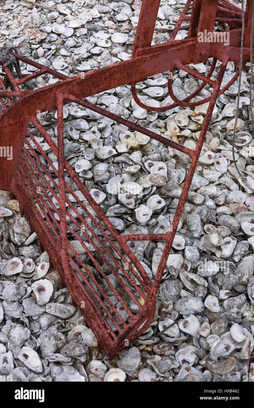 Oyster Dredge and Oyster Shells typically used in the Chesapeake Bay ...