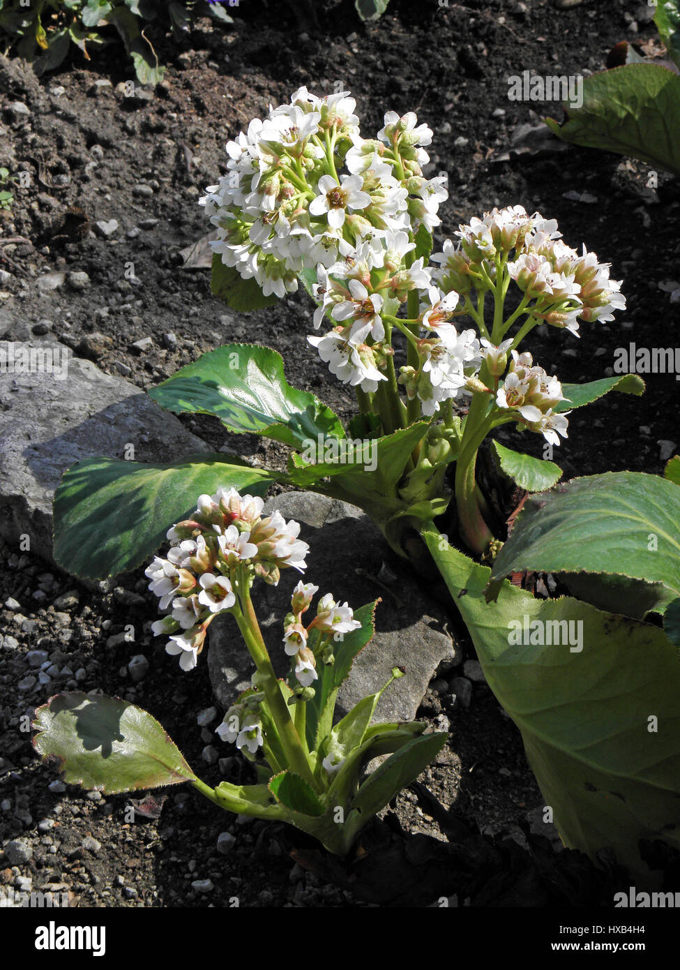 Bergenia stracheyi hi-res stock photography and images - Alamy