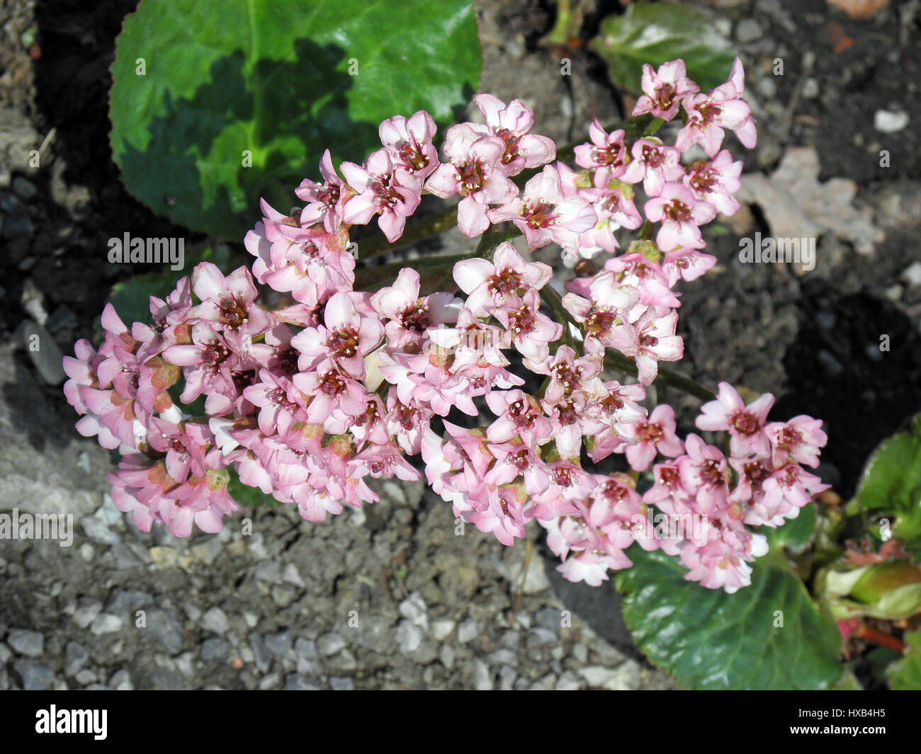 Bergenia stracheyi afganica hi-res stock photography and images - Alamy