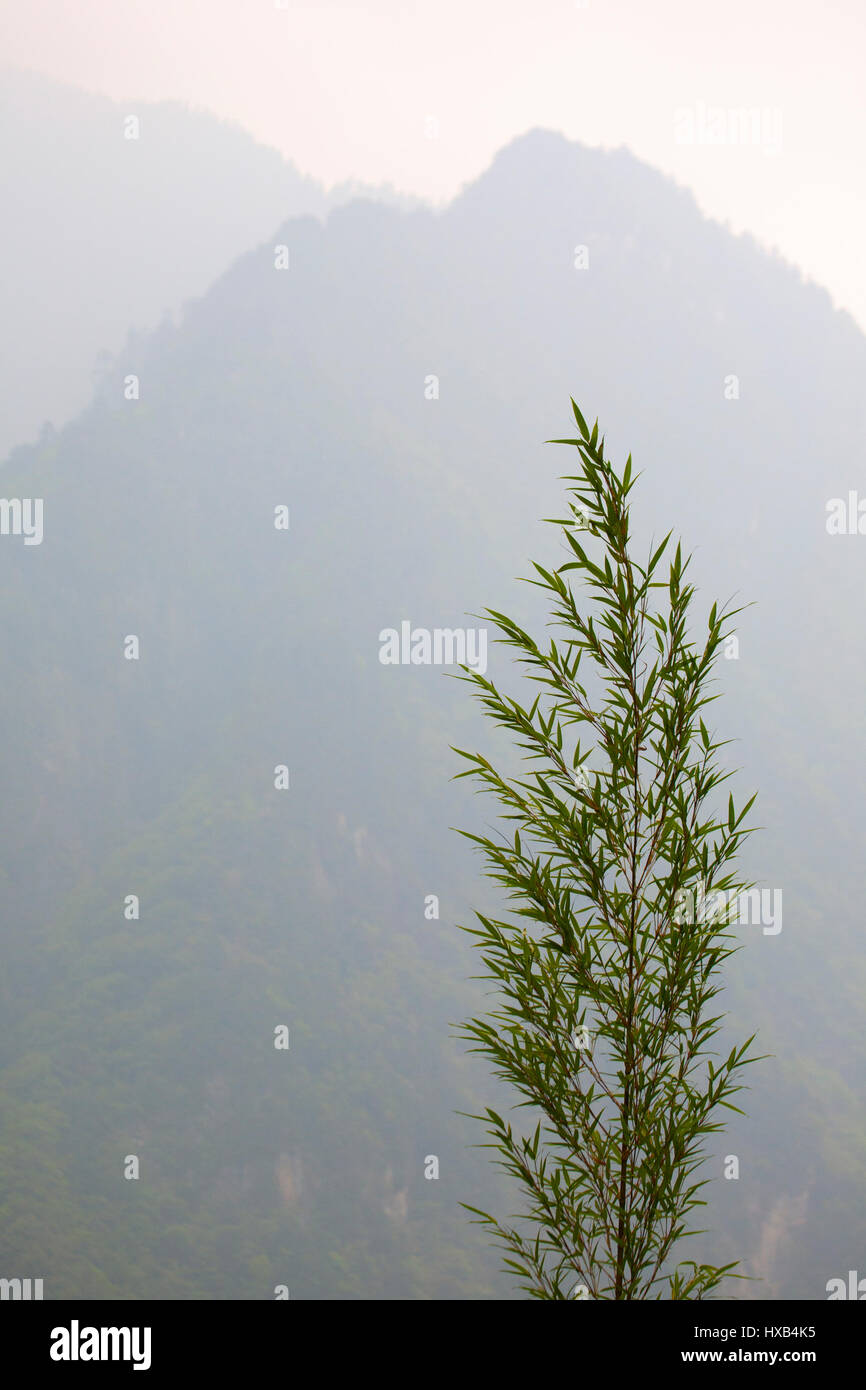 Wolong National Natural Reserve High Resolution Stock Photography and ...