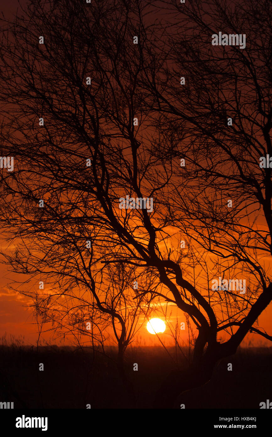 Camargue sunset through silhouetted trees Stock Photo - Alamy