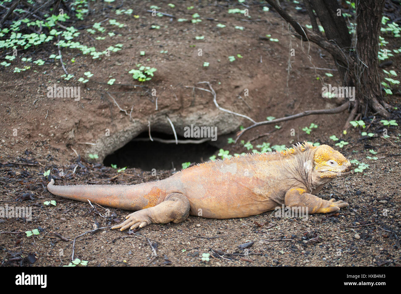 Galapagos land iguana conolophus subcristatus in its burrow hi-res ...