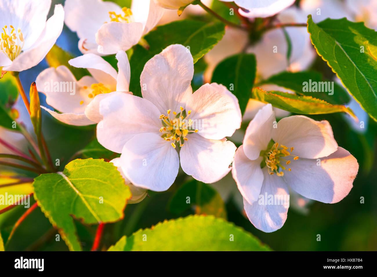White apple tree flowers with yellow stamens. Beautiful spring flowers ...