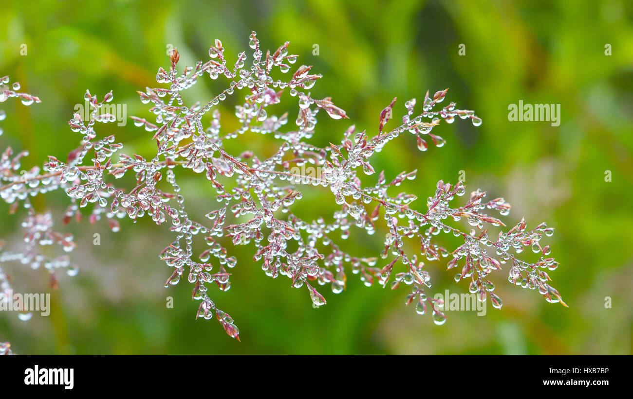 Macro morning dew drops on hi-res stock photography and images - Alamy