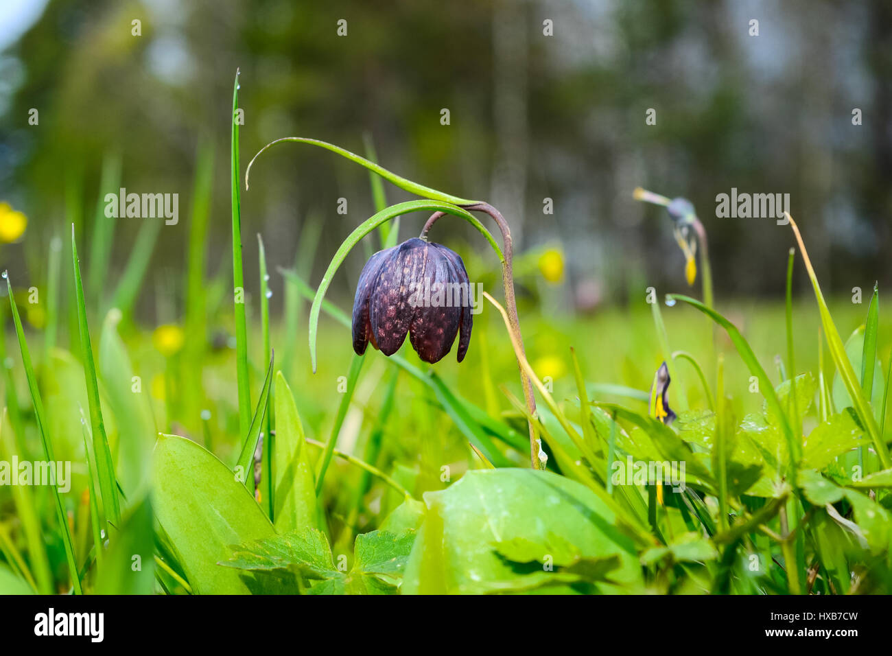Checkered lily hi-res stock photography and images - Alamy
