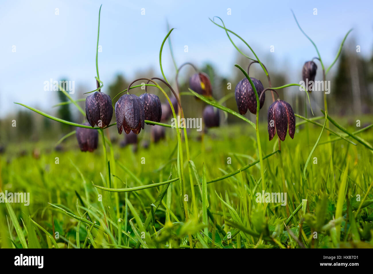 Checkered lily hi-res stock photography and images - Alamy