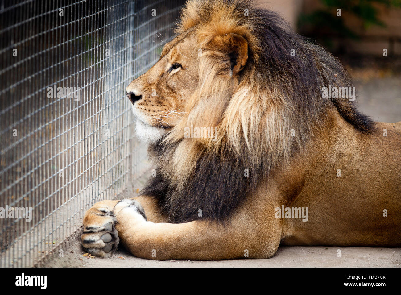 Male Lion laying down Stock Photo - Alamy