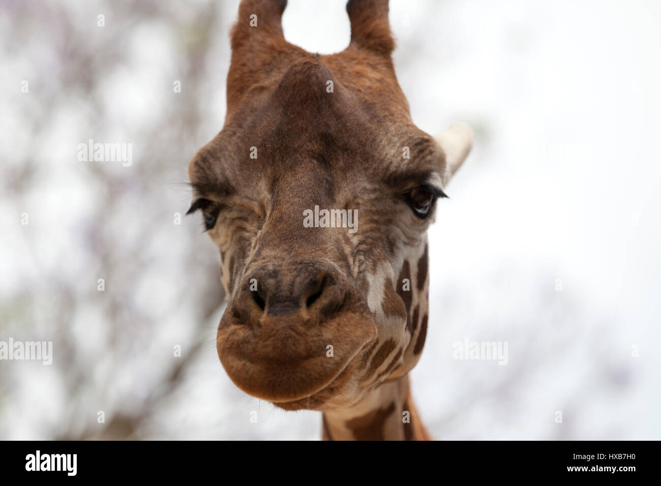 Giraffe Head Shot Stock Photo - Alamy