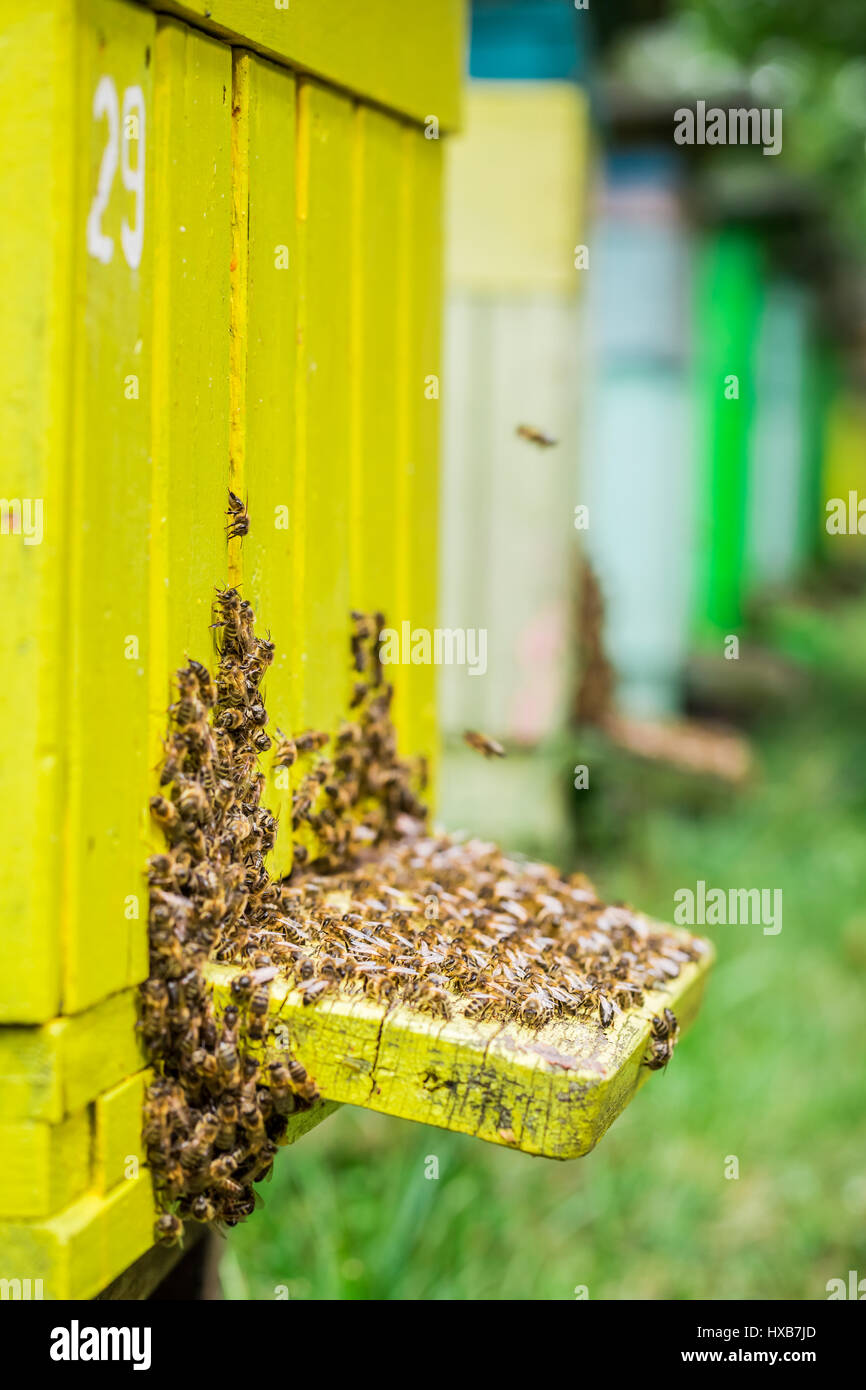 Natural beehives in countryside in summer, Poland Stock Photo - Alamy
