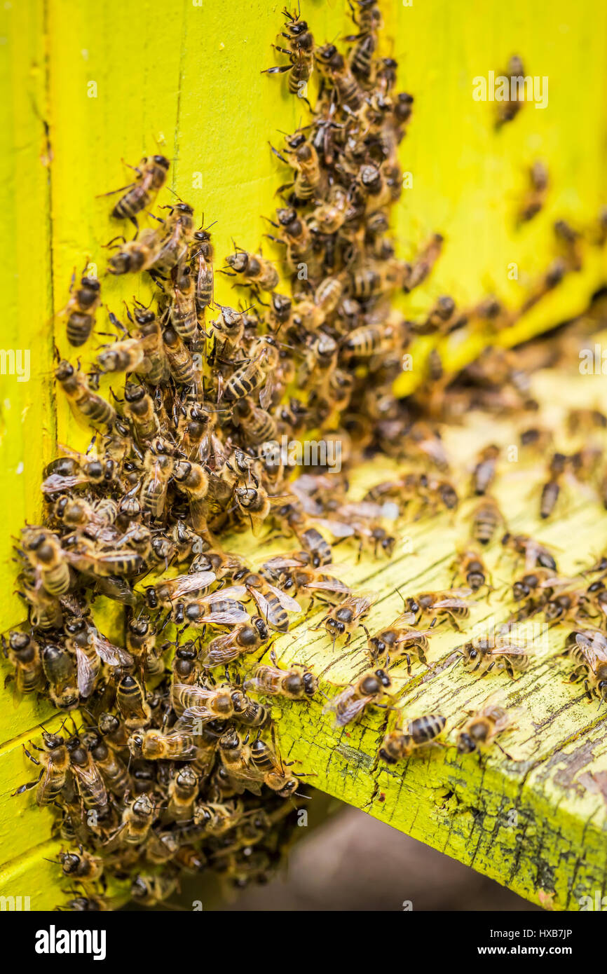 Natural beehives with bees in summer, Poland Stock Photo - Alamy
