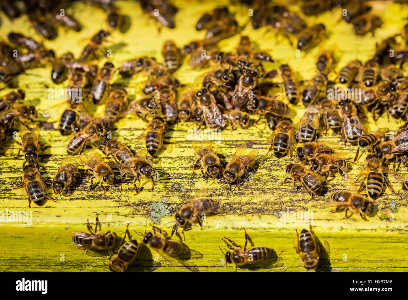 Full of honey beehives in countryside in summer, Poland Stock Photo - Alamy