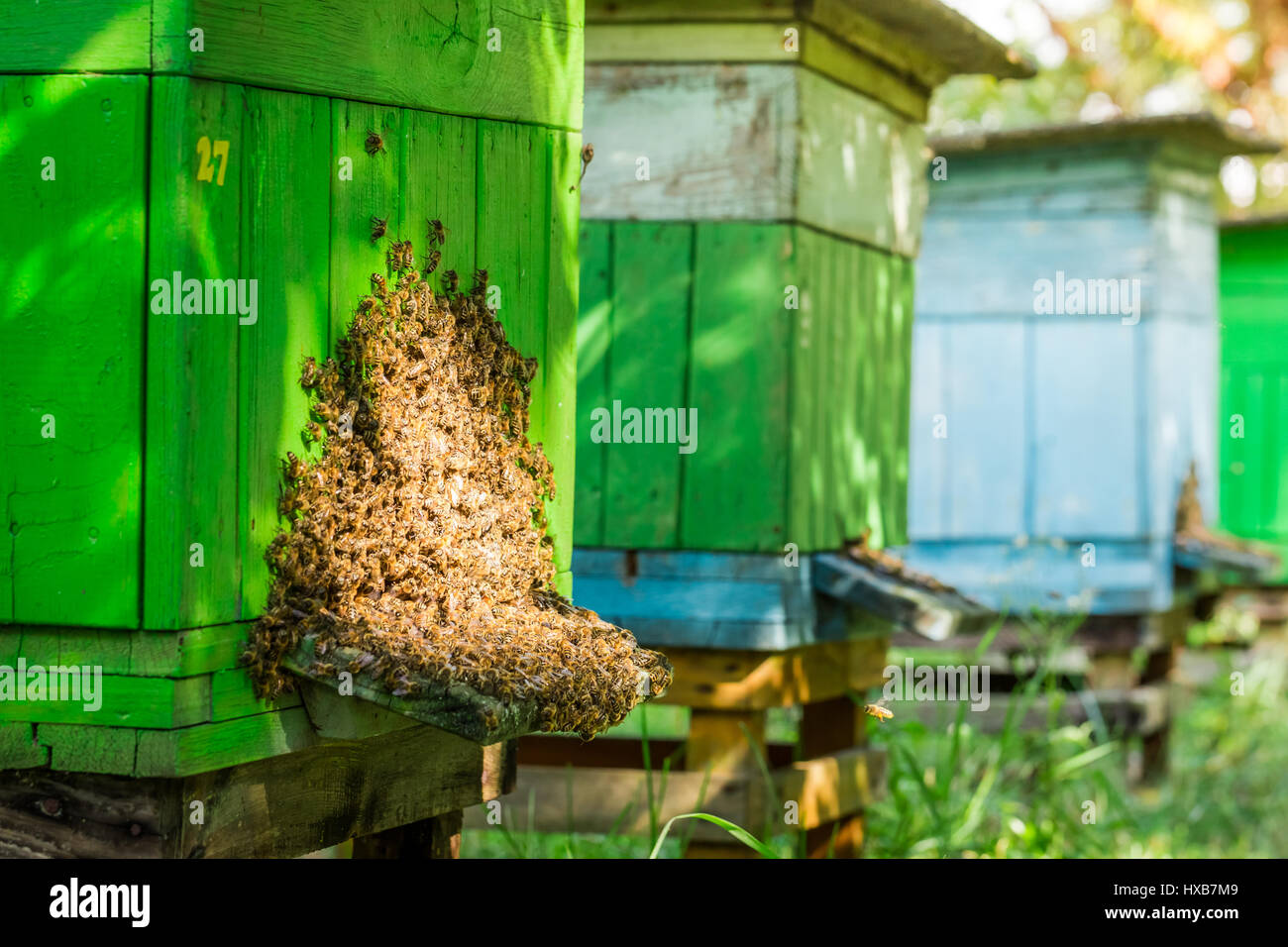 Full of honey beehives with bees in garden Stock Photo - Alamy