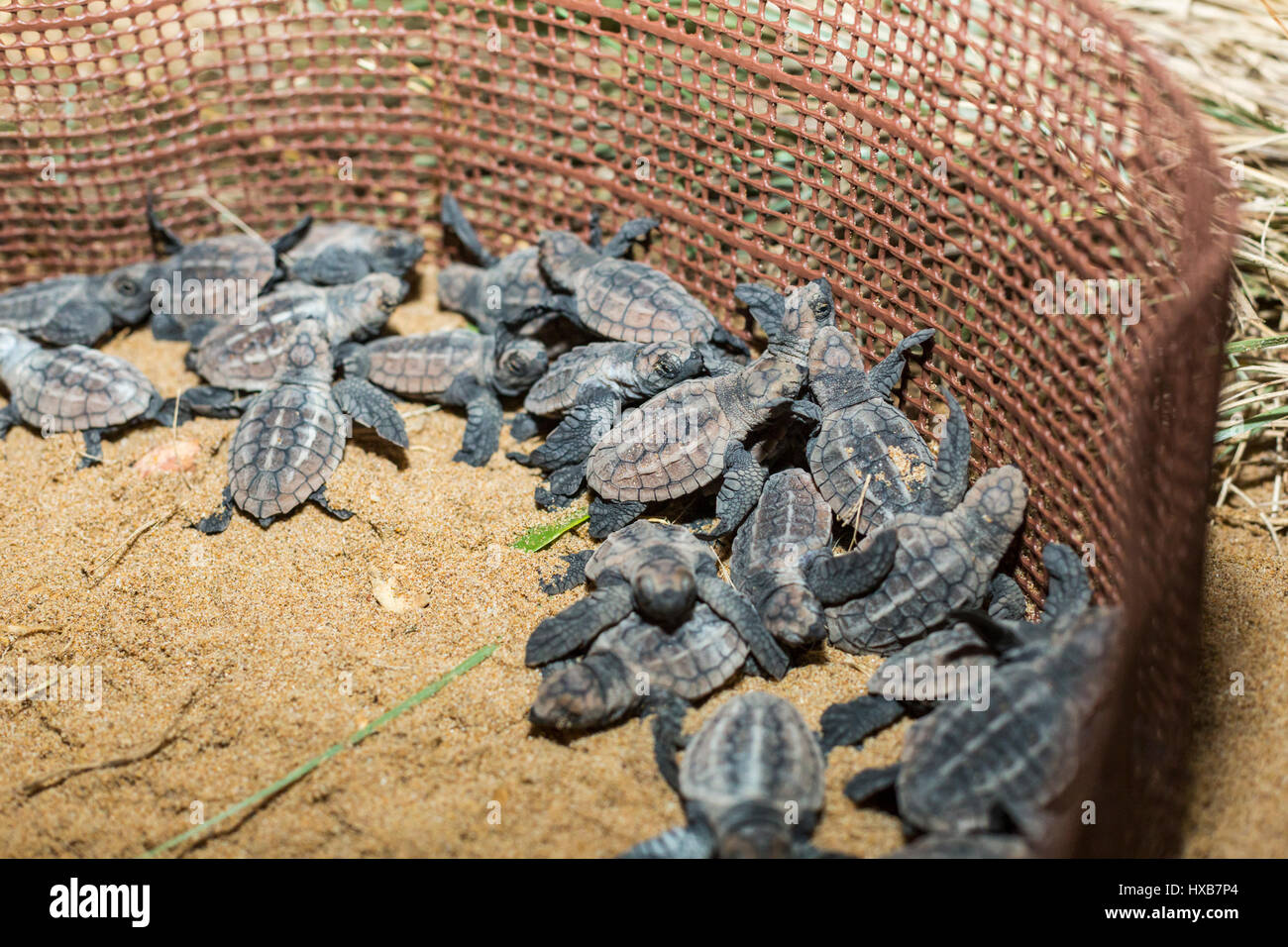 Baby loggerhead turtles (Caretta caretta) ready to be released to make ...