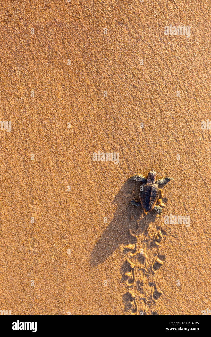 Sea turtle tracks in sand hi-res stock photography and images - Alamy