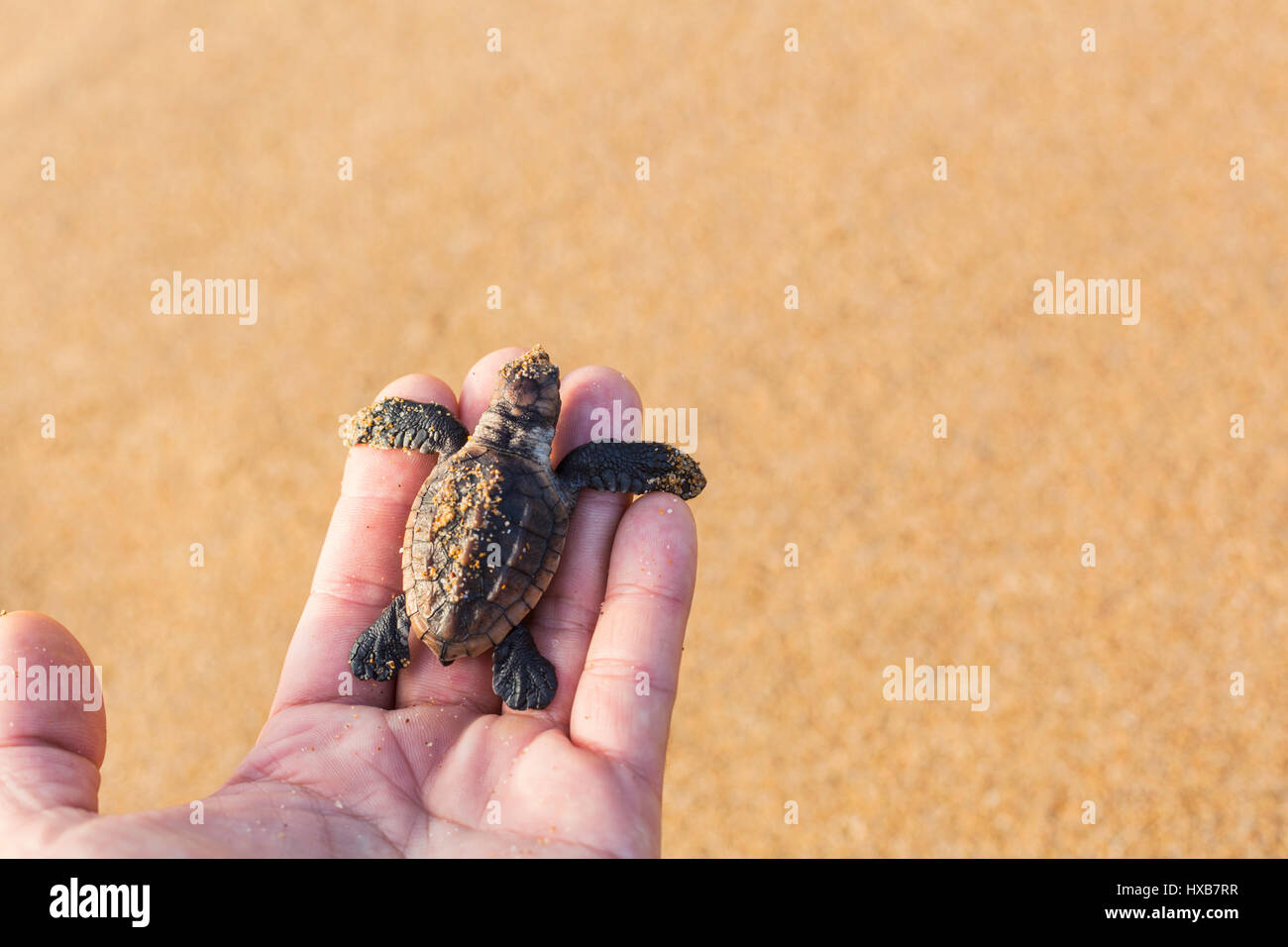 Baby loggerhead turtle (Caretta caretta) held in a person's hand. Mon ...