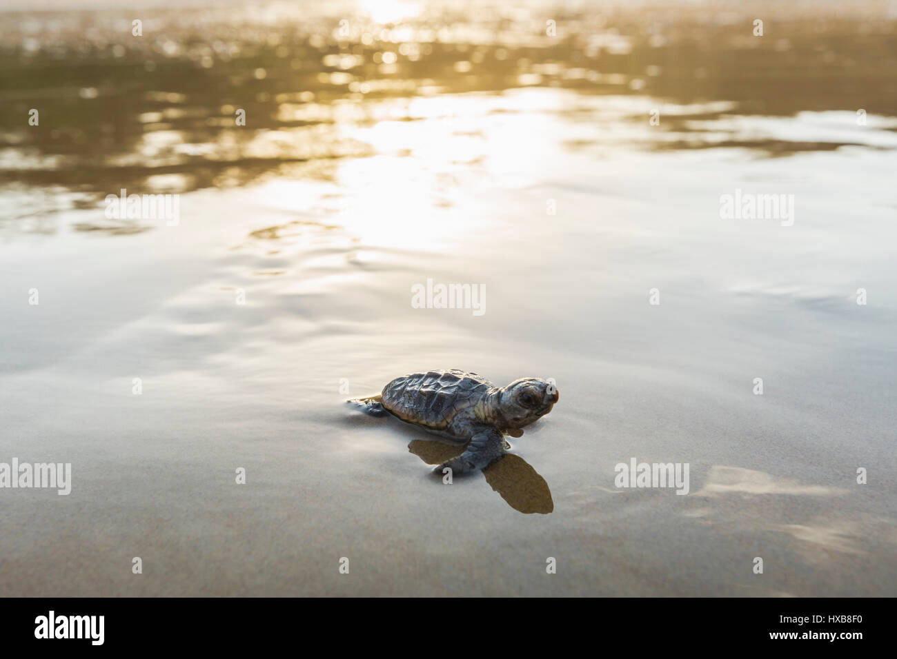Baby loggerhead turtle (Caretta caretta) making its journey to the sea ...