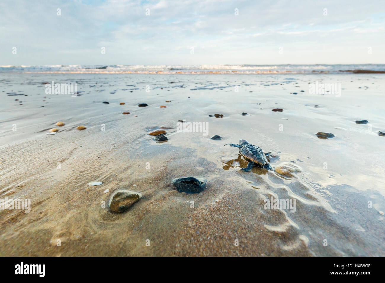 Baby loggerhead turtle (Caretta caretta) making its journey to the sea ...