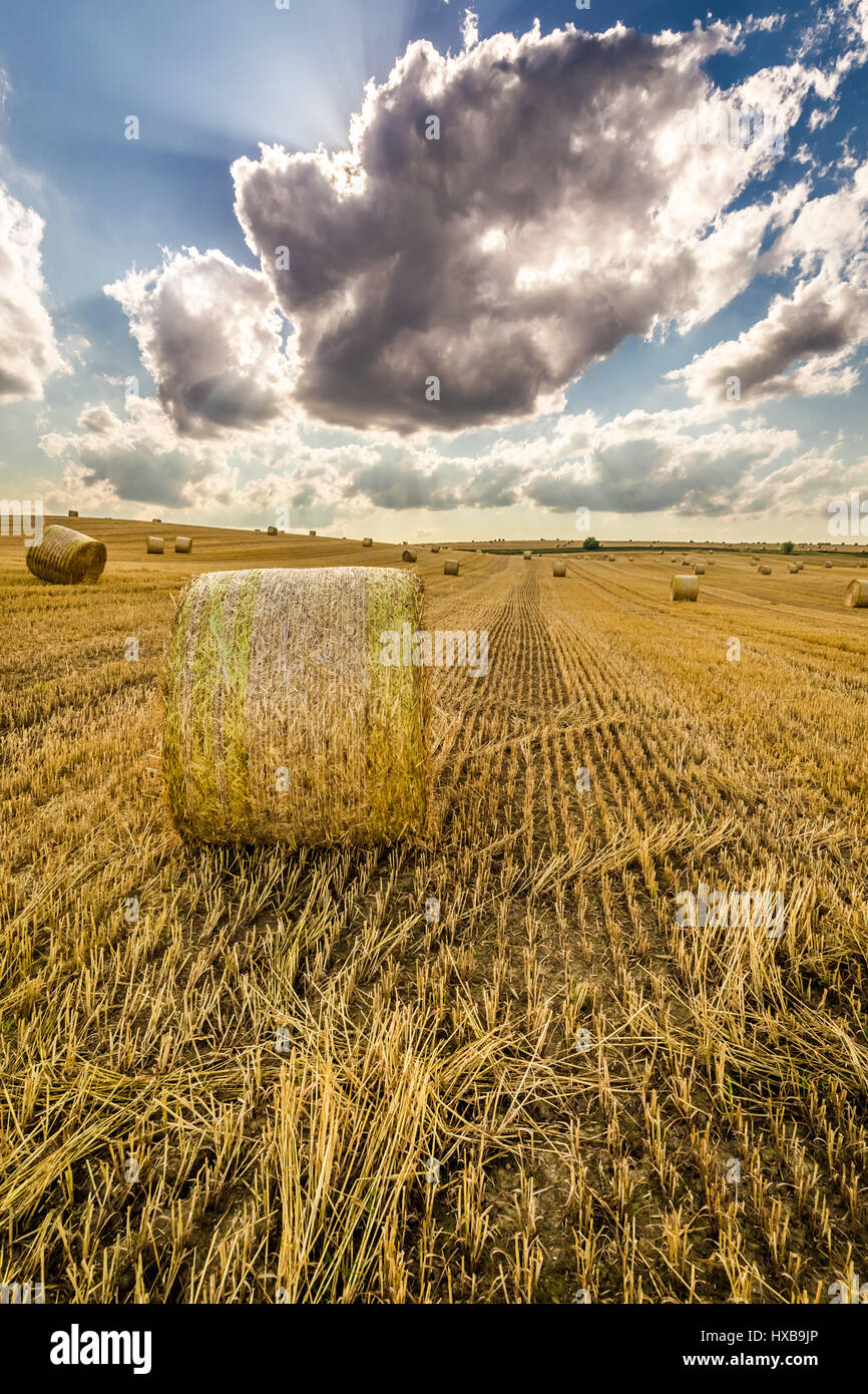 Golden sheaf of hay at summer Stock Photo - Alamy