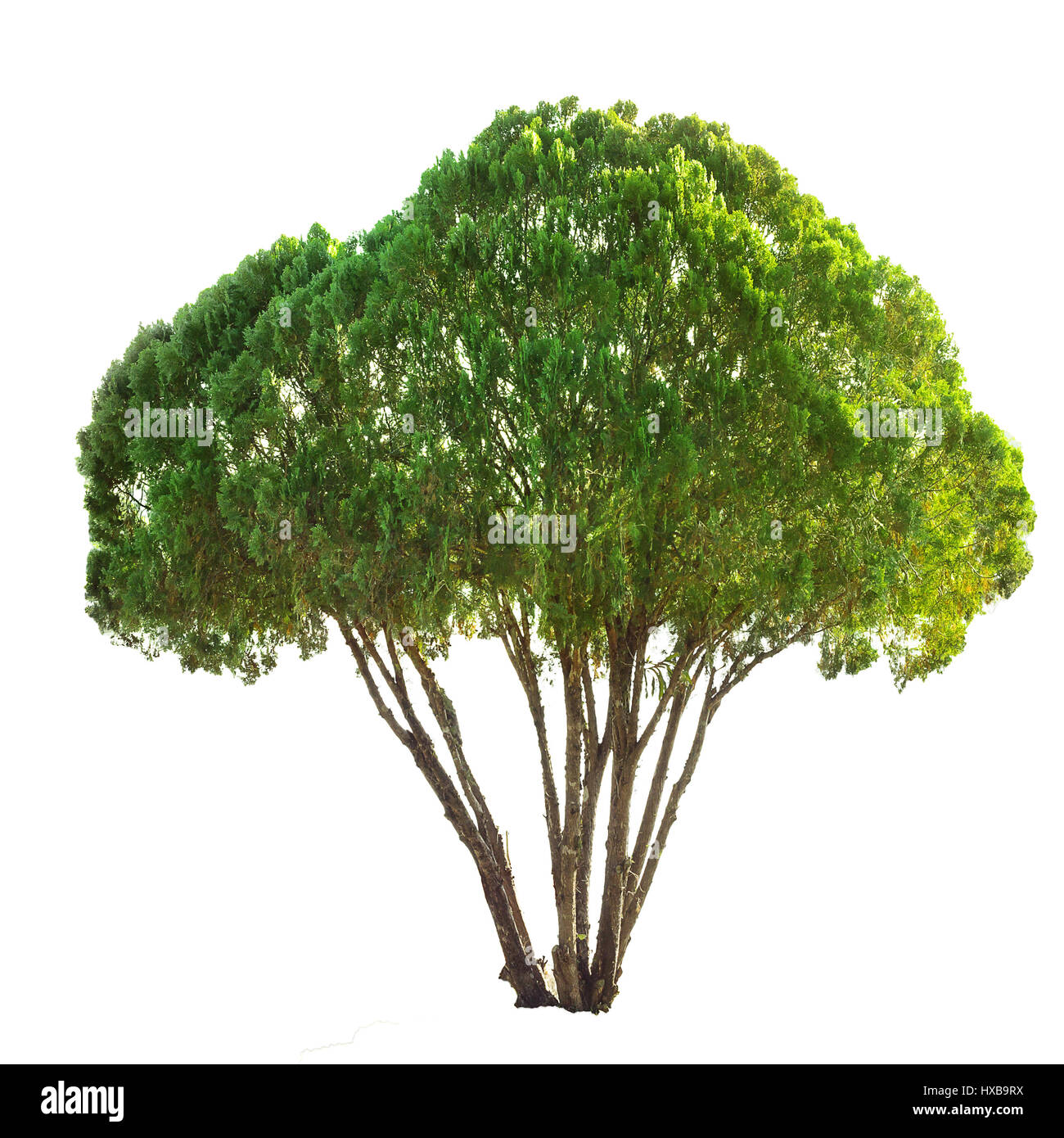juniper pine tree isolated on white with clipping path Stock Photo - Alamy