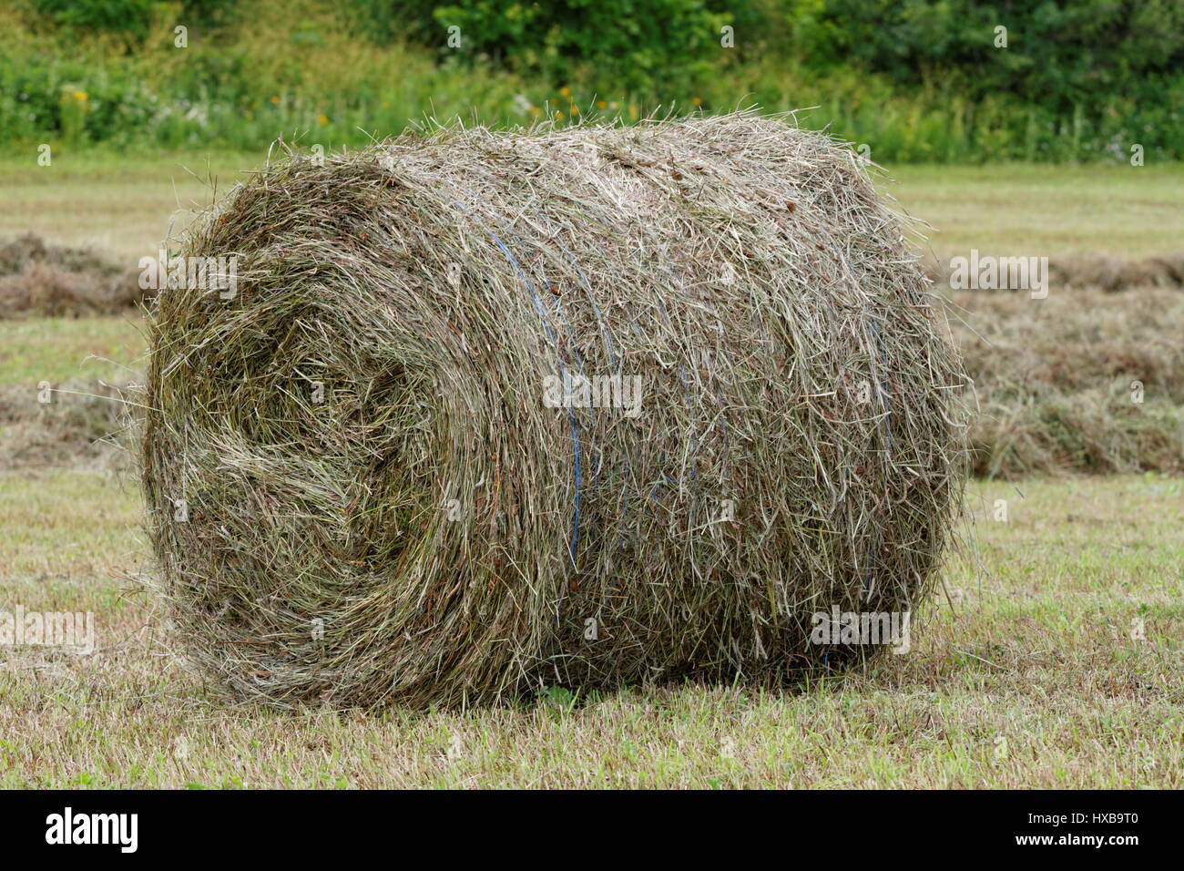 Round bale of hay in field Stock Photo - Alamy