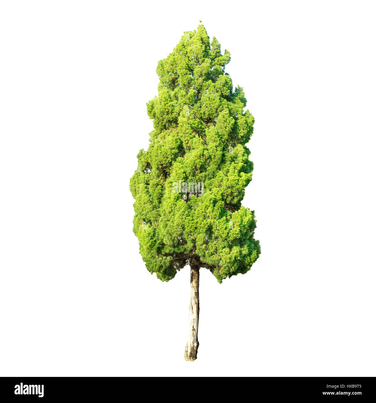 juniper pine tree isolated on white with clipping path Stock Photo - Alamy