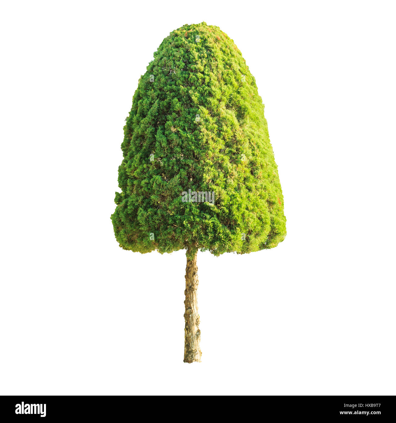 juniper pine tree isolated on white with clipping path Stock Photo - Alamy