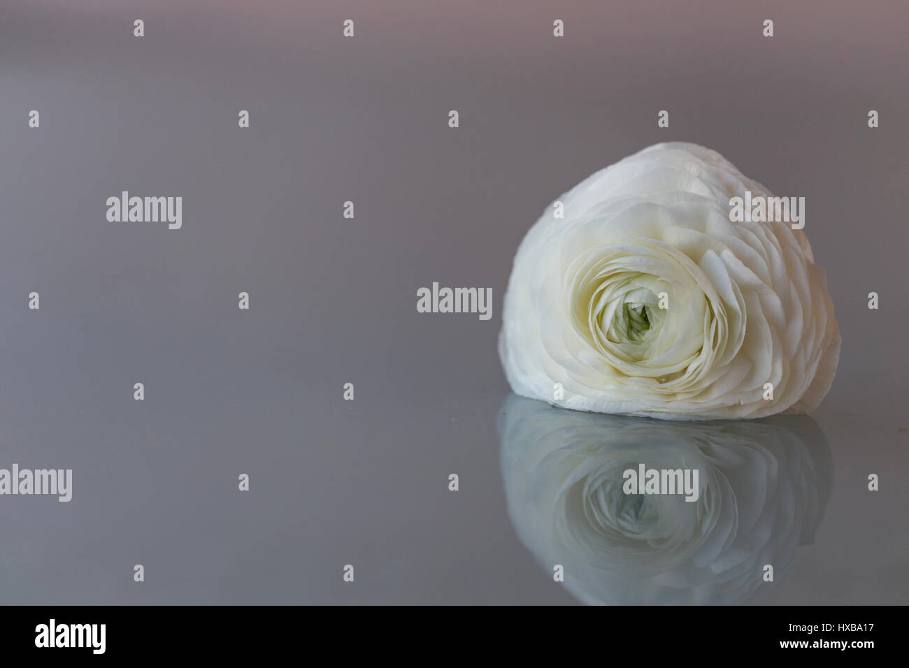Minimalistic concept of White ranunculus flower over light background ...