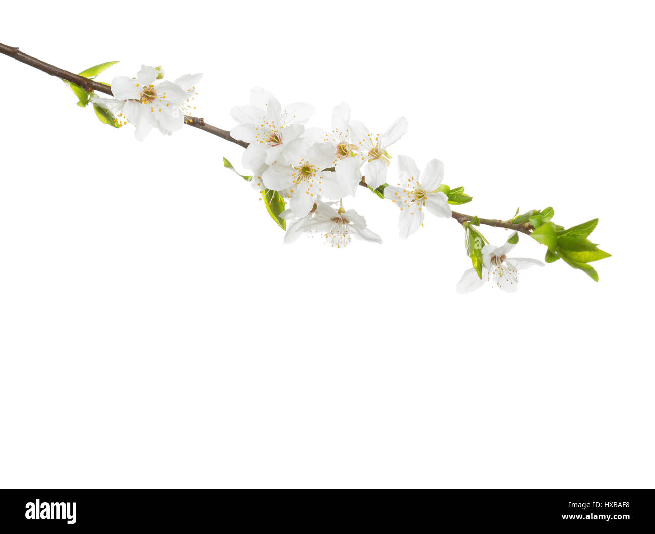 Single cherry blossom tree hi-res stock photography and images - Alamy