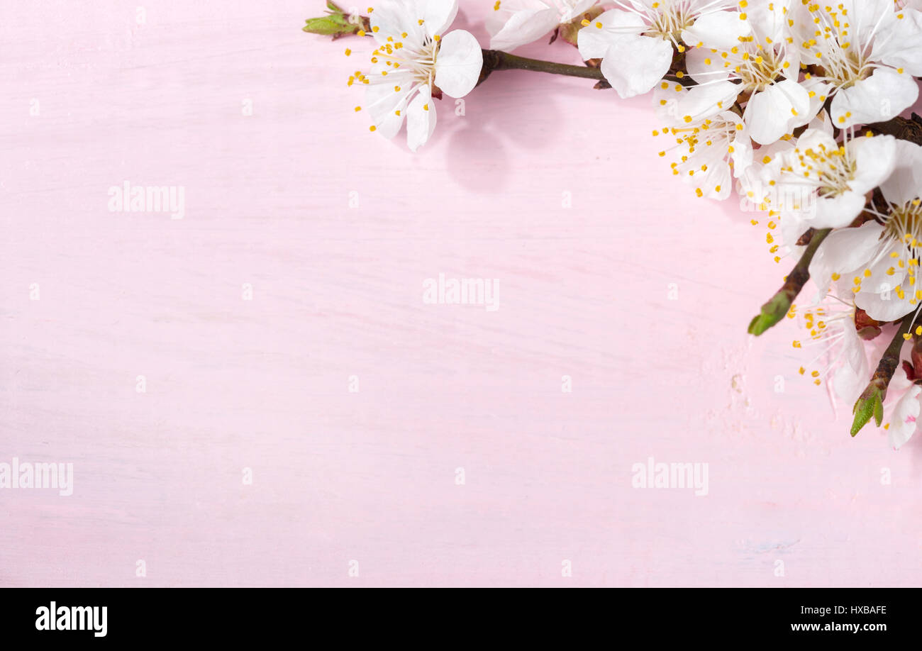 Light pink wooden background with flowering apricot branches Stock ...