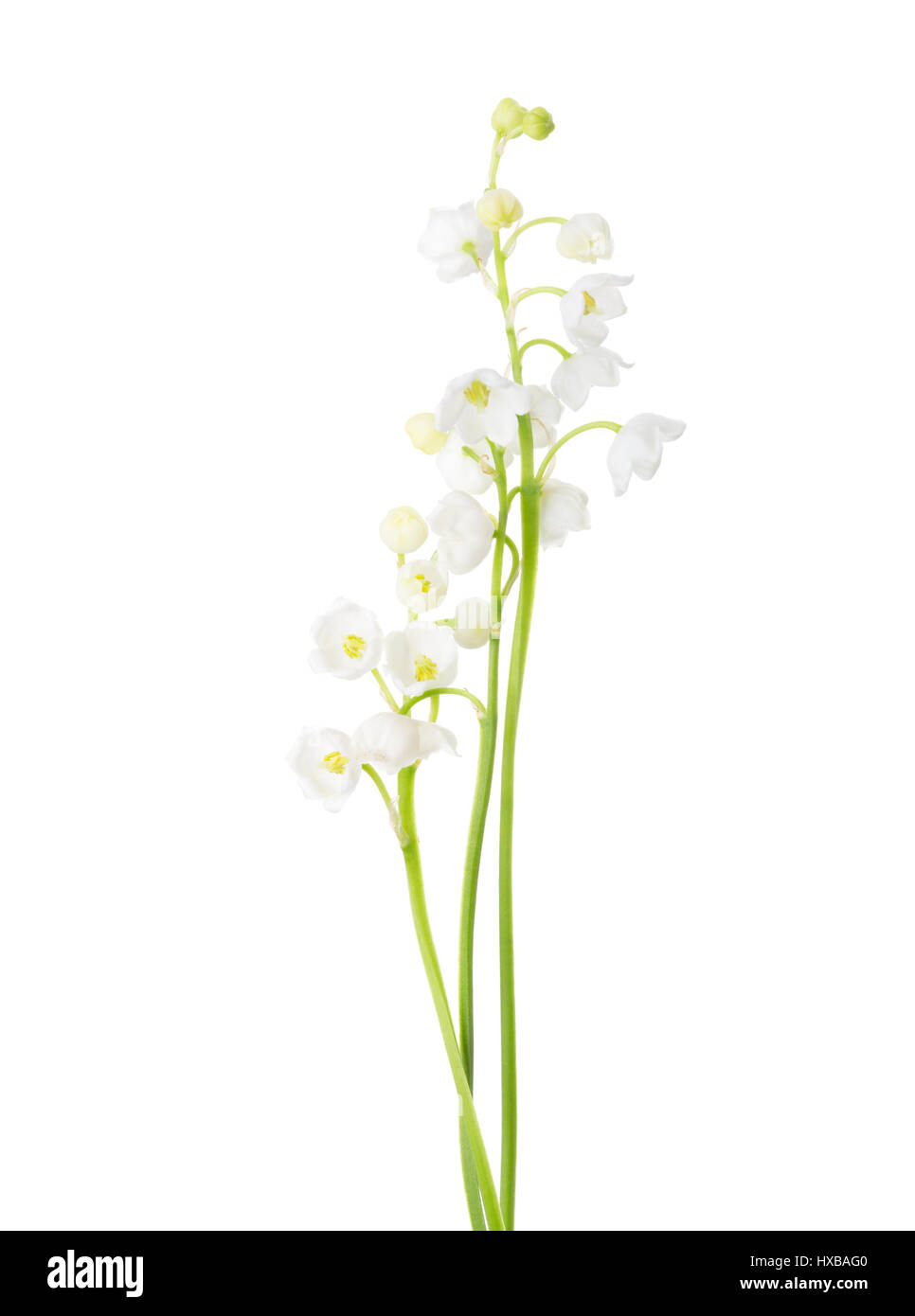 Three sprigs of Lily of the Valley isolated on white background Stock ...