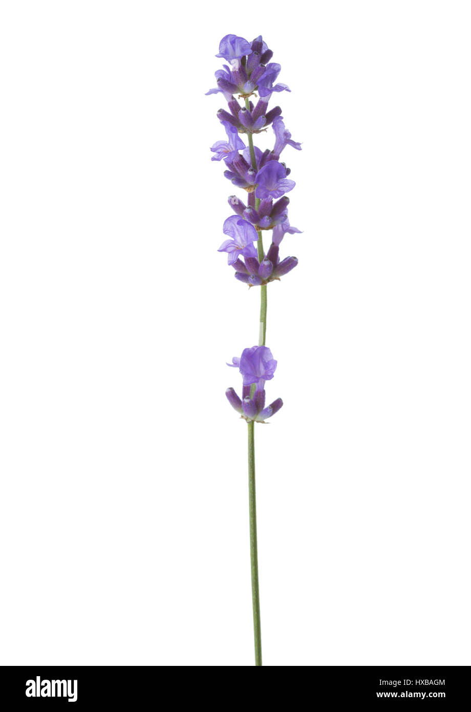 Single Lavender Sprig