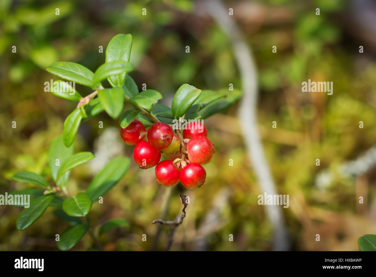 Sour cranberries hi-res stock photography and images - Alamy