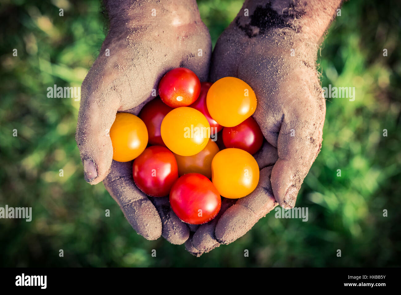 Hands sharing vegetables hi-res stock photography and images - Alamy