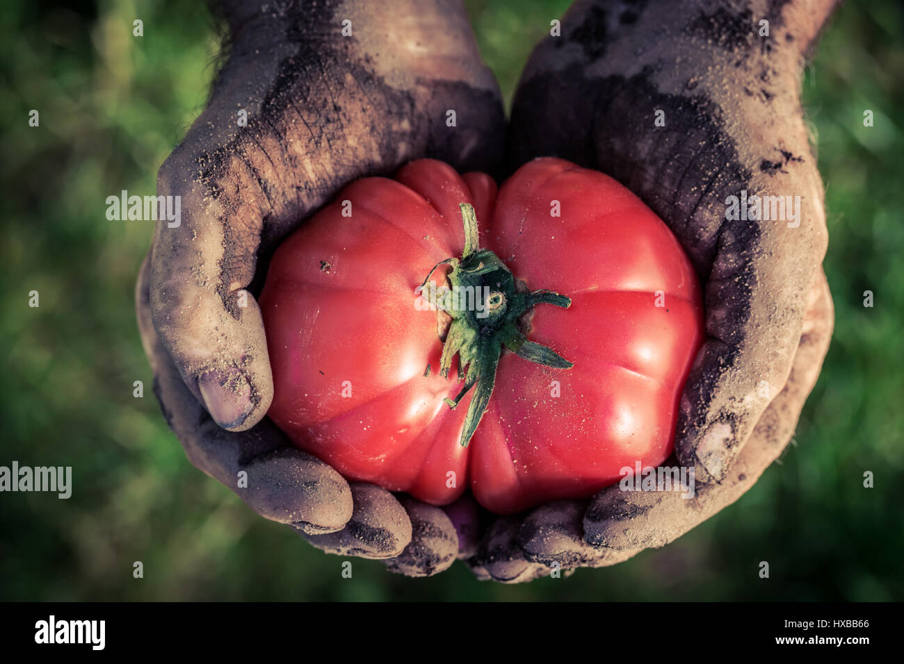 Freshly harvested tomatoes in hands Stock Photo - Alamy