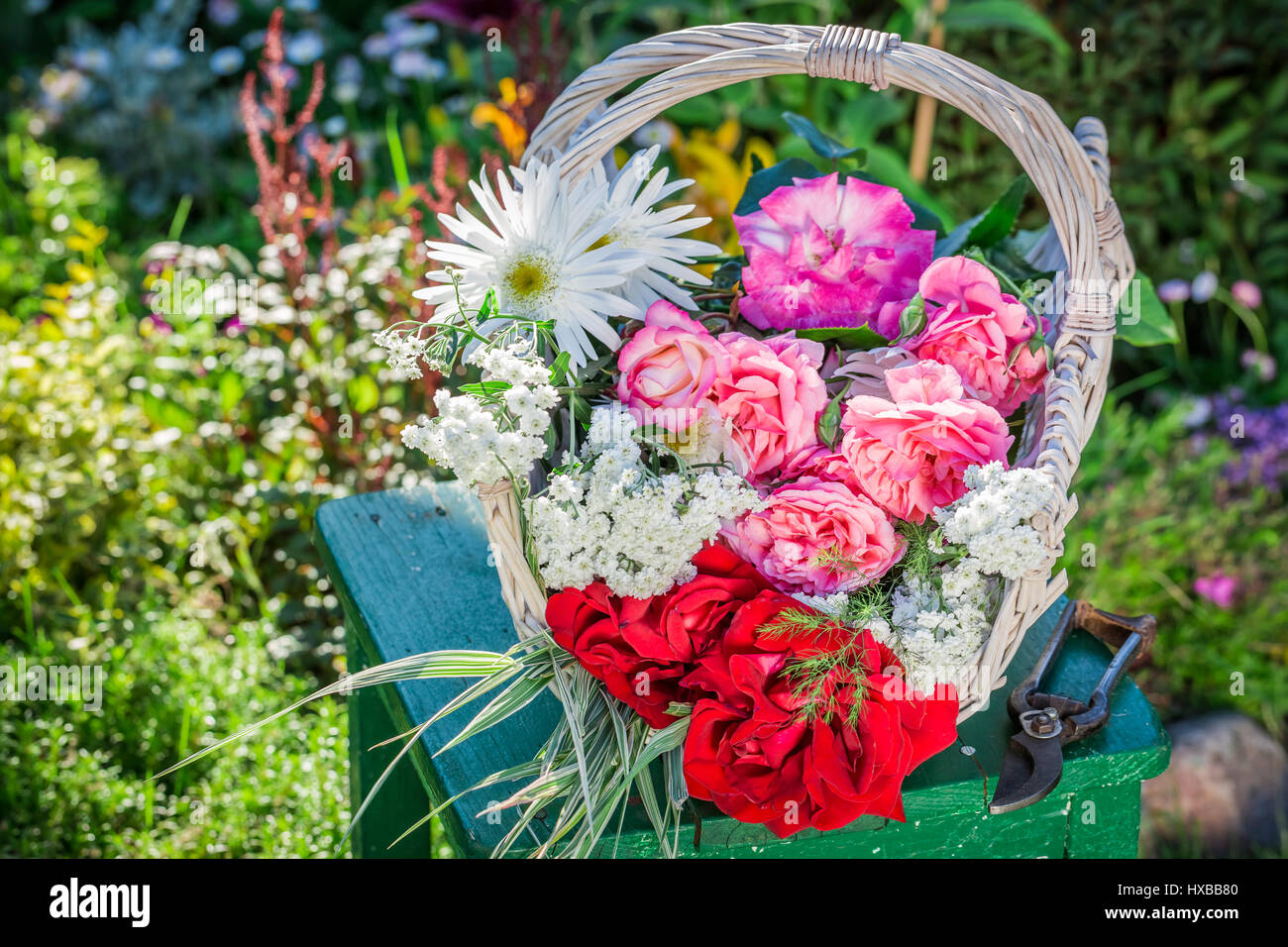 Beautiful colorful flowers in sunny garden Stock Photo - Alamy