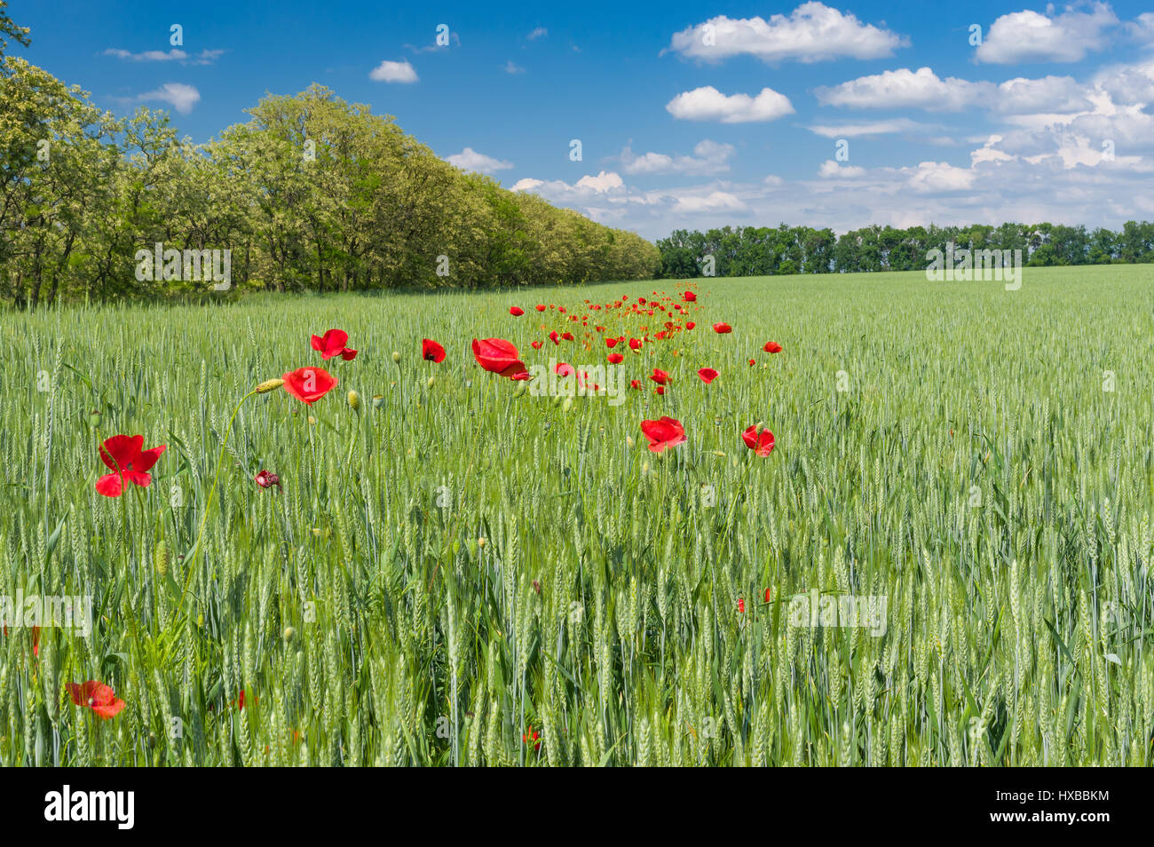 Ukrainian country landscape with wheat field and wild plantation of red ...