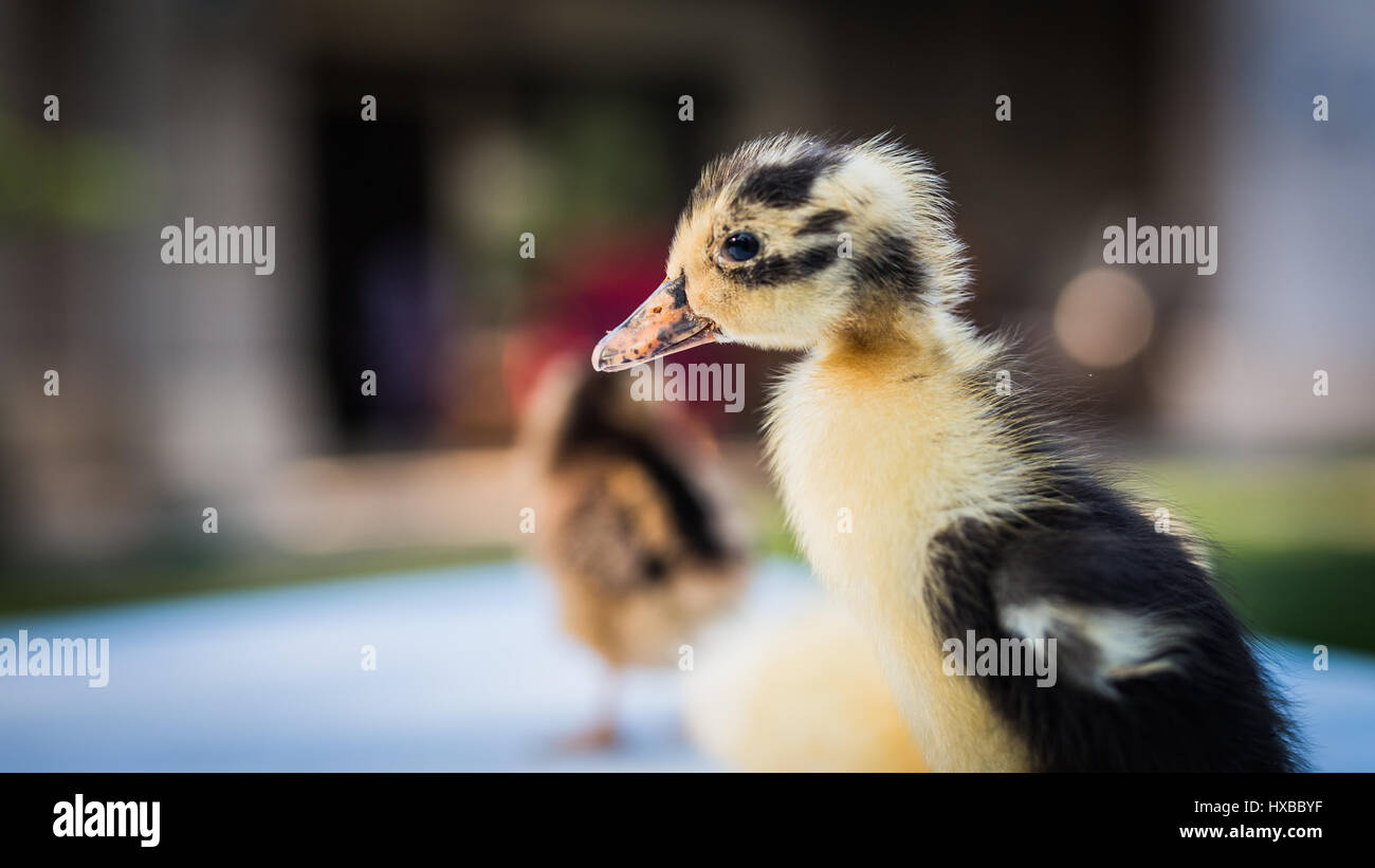 Shutterstock hi-res stock photography and images - Alamy