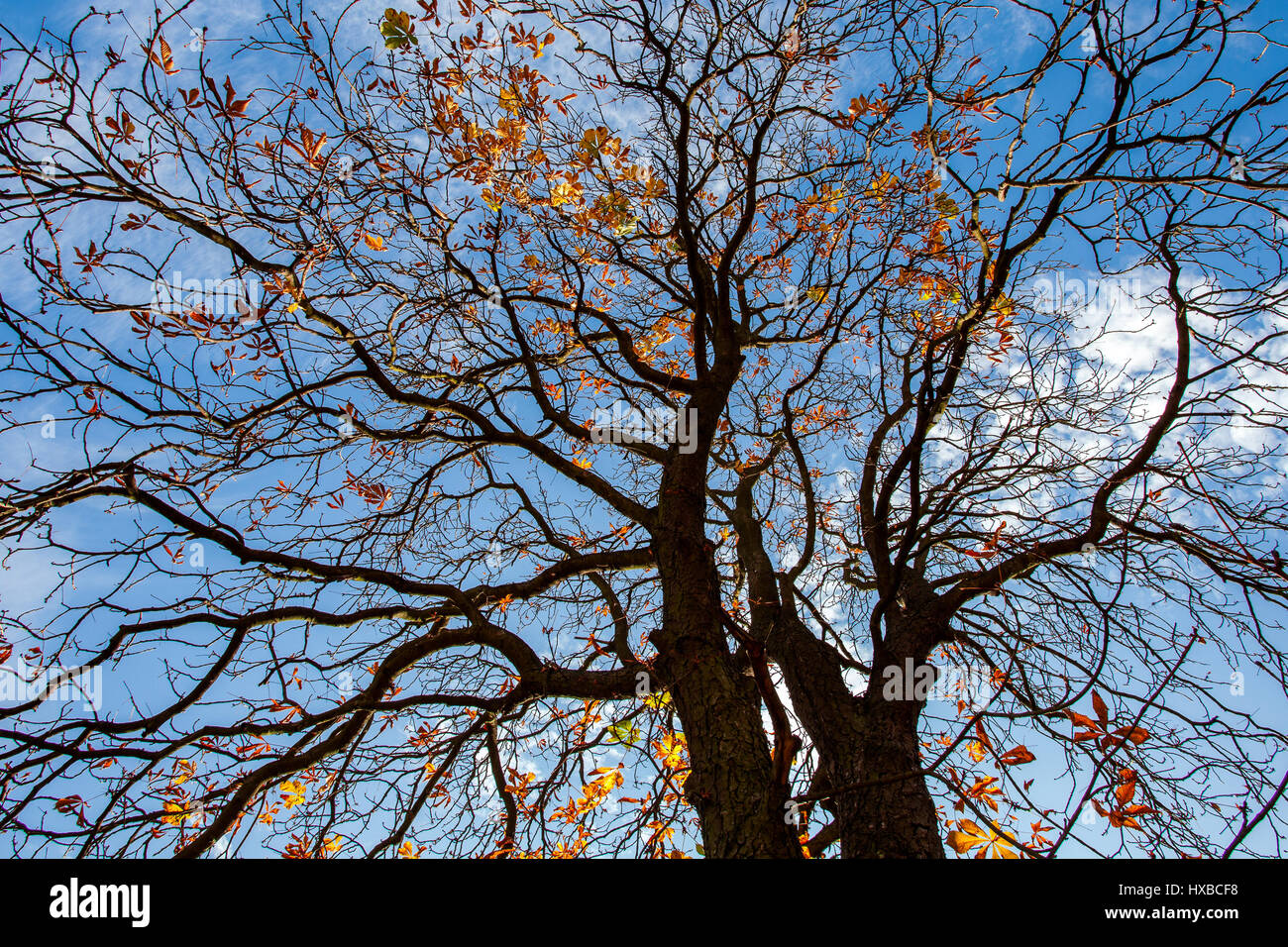 Wide angle shot of a chestnut tree Stock Photo - Alamy