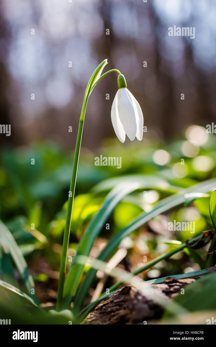 Quality shot hi-res stock photography and images - Alamy