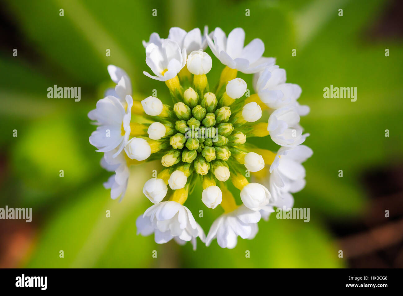 High detailed macro Stock Photo - Alamy