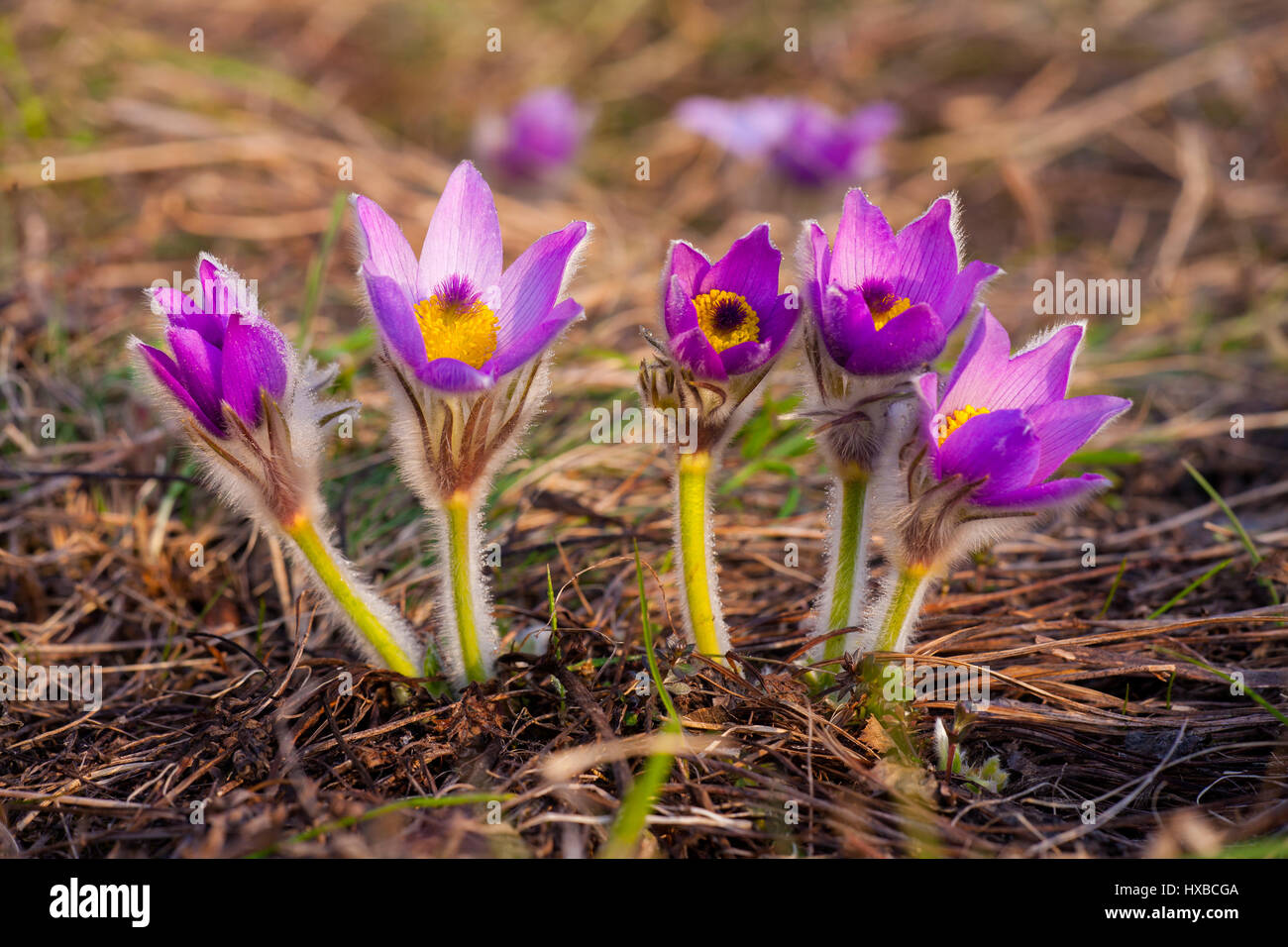 Depth of field shot hi-res stock photography and images - Alamy