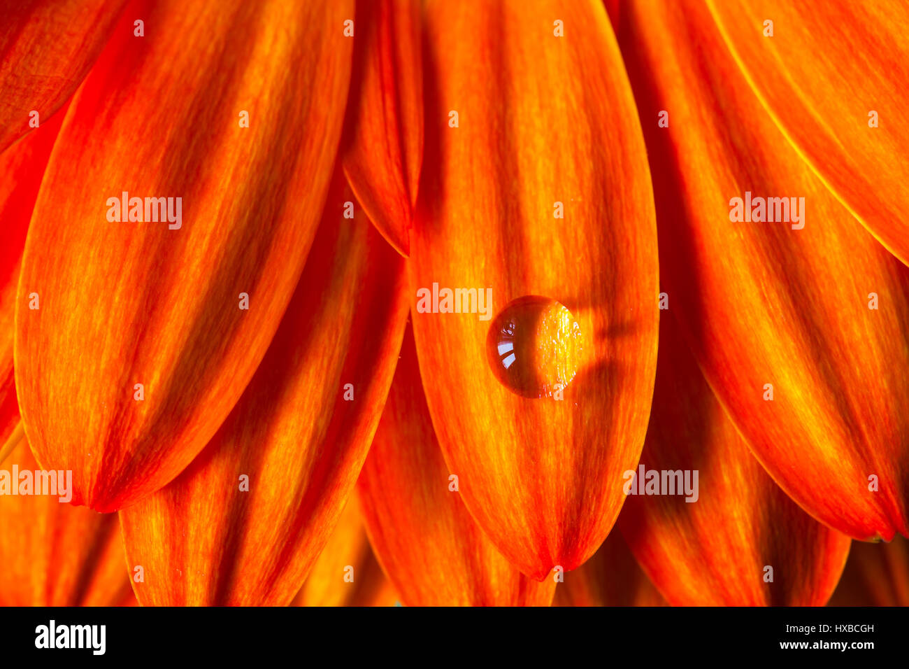 Detailed macro shot hi-res stock photography and images - Alamy