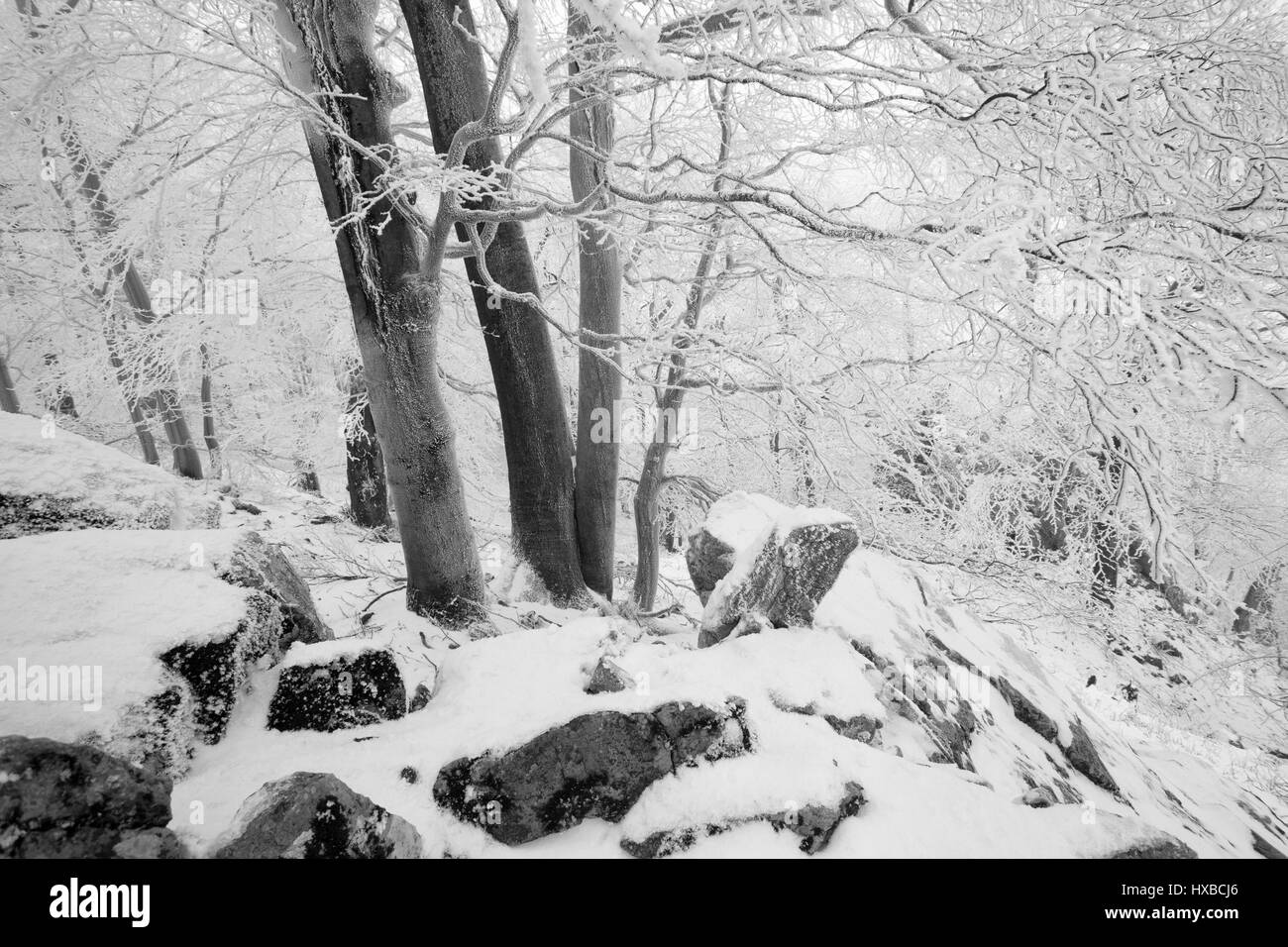 Forest landscape with rocks hi-res stock photography and images - Alamy