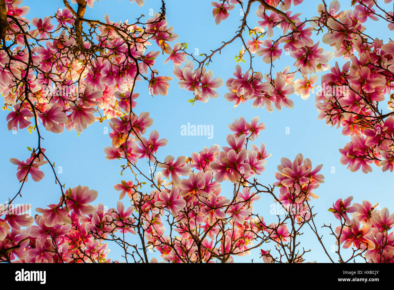 Closeup shot magnolia blossoming hi-res stock photography and images ...